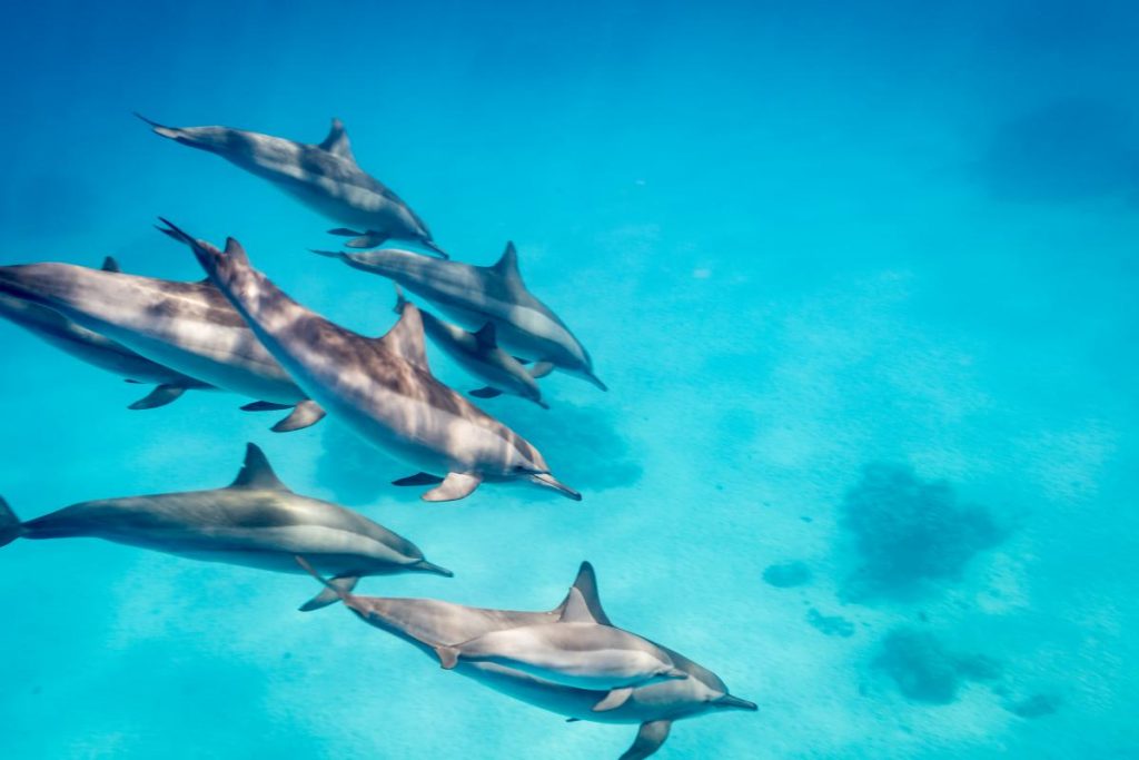 The Different Types of Dolphins - Fact, and Information - Natgeos