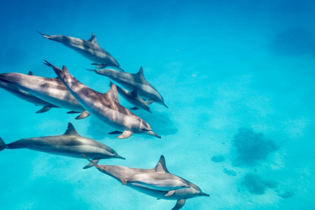 The Different Types of Dolphins - Fact, and Information - Natgeos