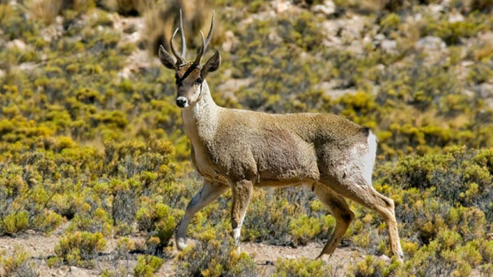 20+ Types of Deer in The World – The Description - Natgeos