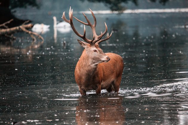 20+ Types of Deer in The World – The Description - Natgeos
