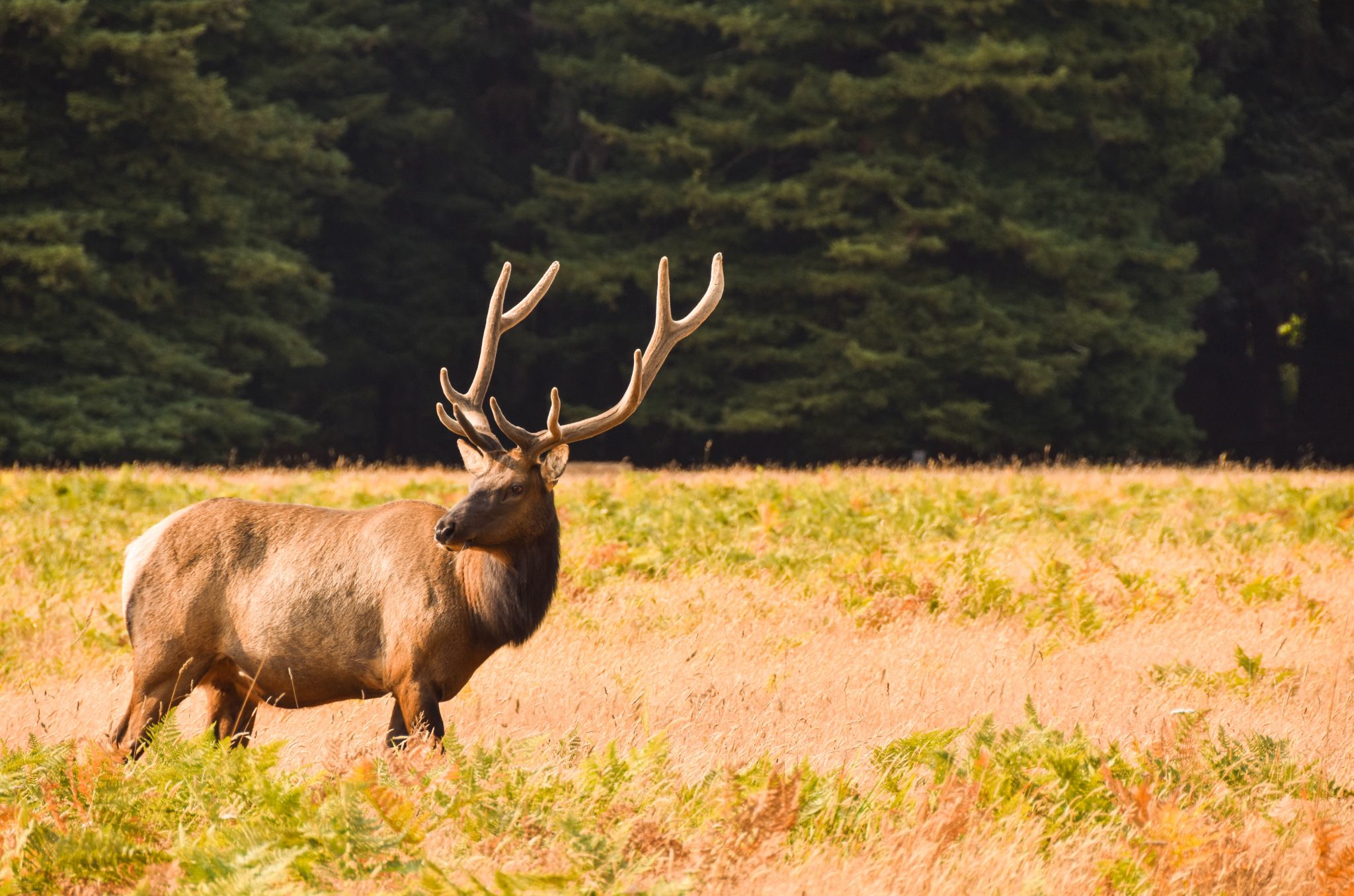 20+ Types of Deer in The World – The Description - Natgeos