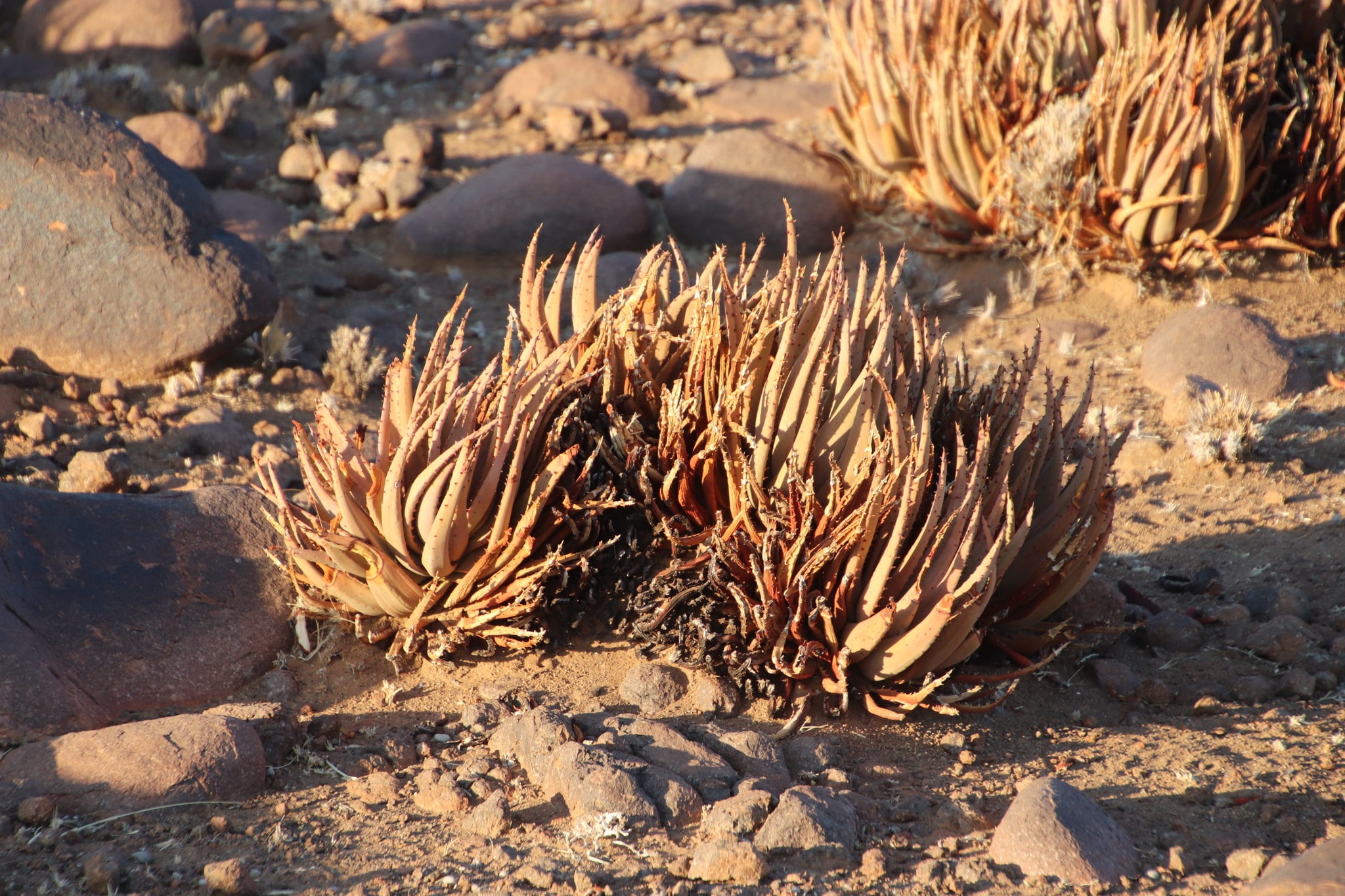 Different Types of Aloe Plants Around the World - Natgeos