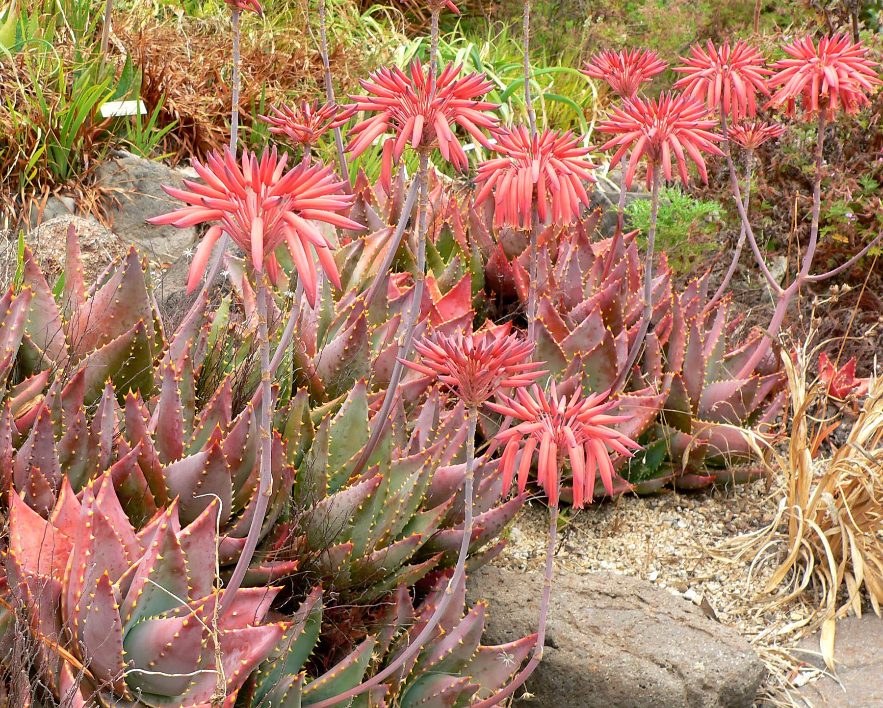 Different Types of Aloe Plants Around the World - Natgeos