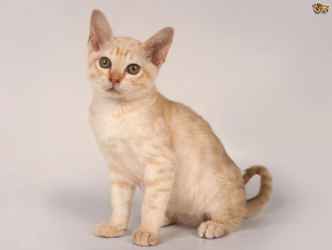 All About Tabby Cats: Breed or Color Pattern? - Natgeos