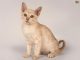 All About Tabby Cats: Breed or Color Pattern? - Natgeos