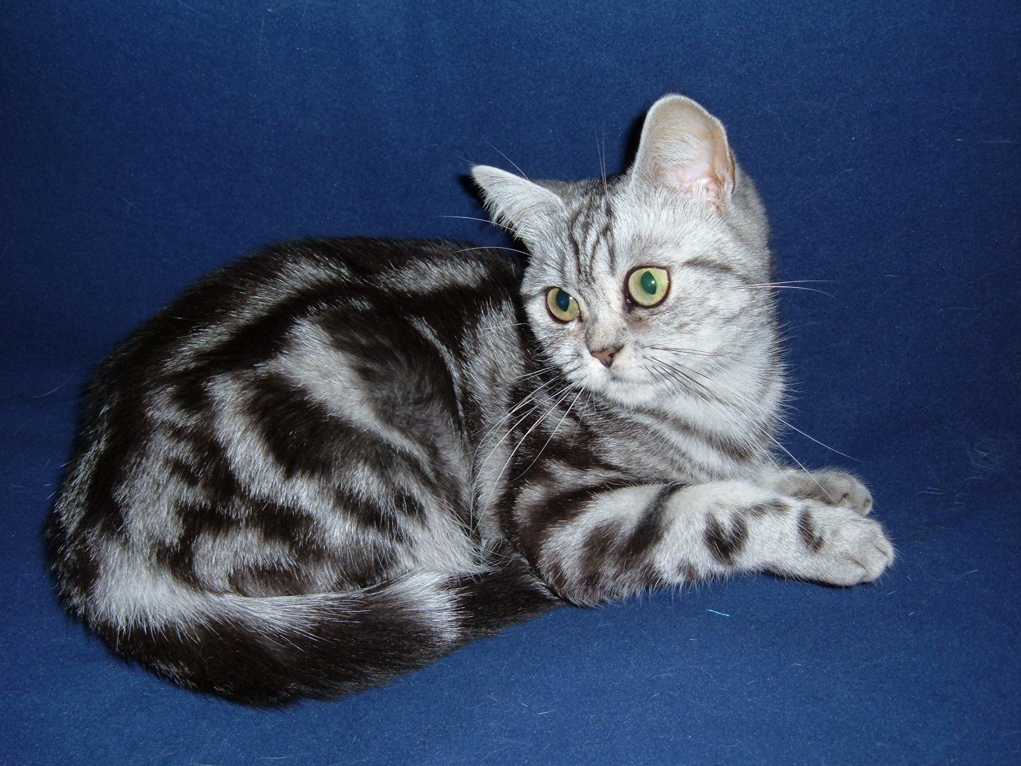 All About Tabby Cats: Breed or Color Pattern? - Natgeos