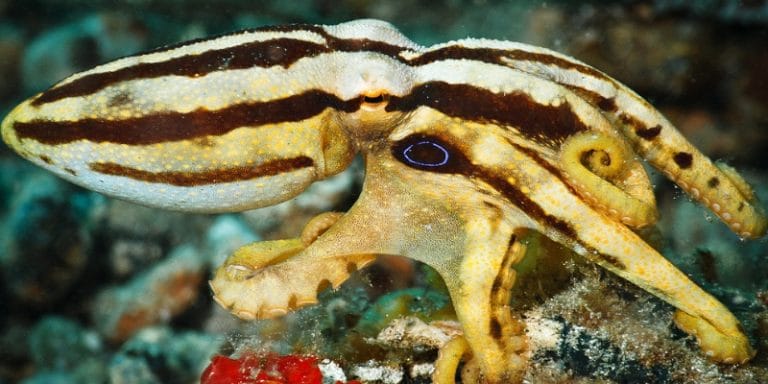 Different Types of Octopus You Have to Know! - Natgeos