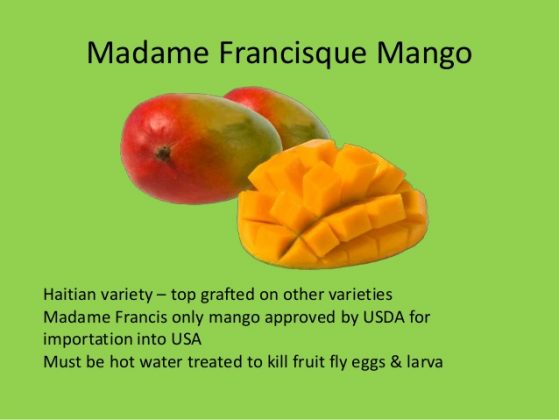The Popular Types of Mangoes in The World - Natgeos