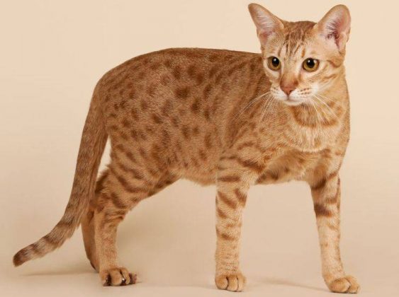 All About Tabby Cats: Breed or Color Pattern? - Natgeos