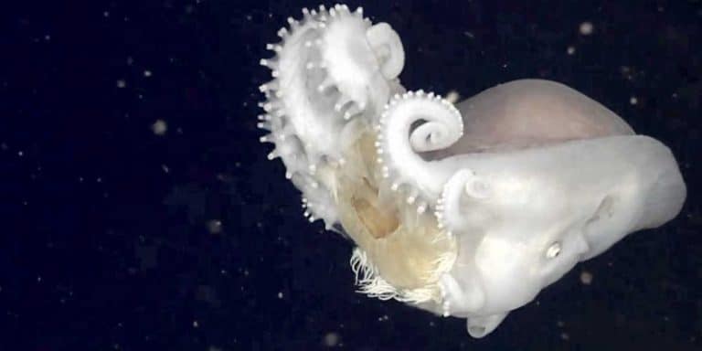 Different Types of Octopus You Have to Know! - Natgeos