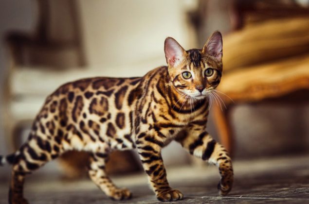 All About Tabby Cats: Breed or Color Pattern? - Natgeos