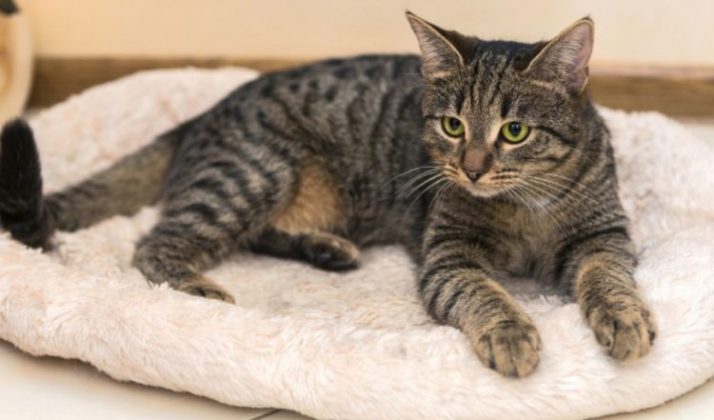 All About Tabby Cats: Breed or Color Pattern? - Natgeos