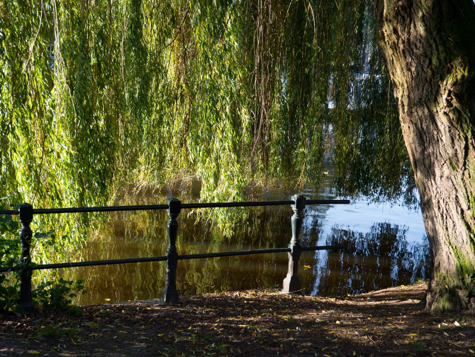 15 Different Types of Willow Trees in The World - Natgeos