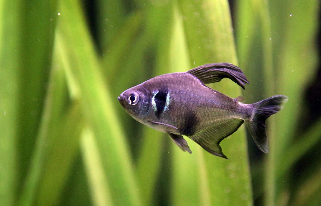The Different Types of Tetras, You Need to Know! - Natgeos