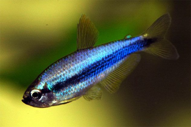 The Different Types of Tetras, You Need to Know! - Natgeos