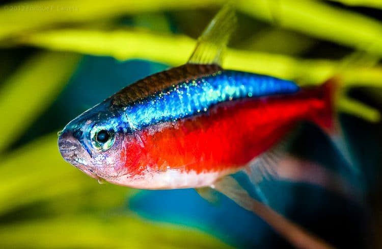 The Different Types of Tetras, You Need to Know! - Natgeos