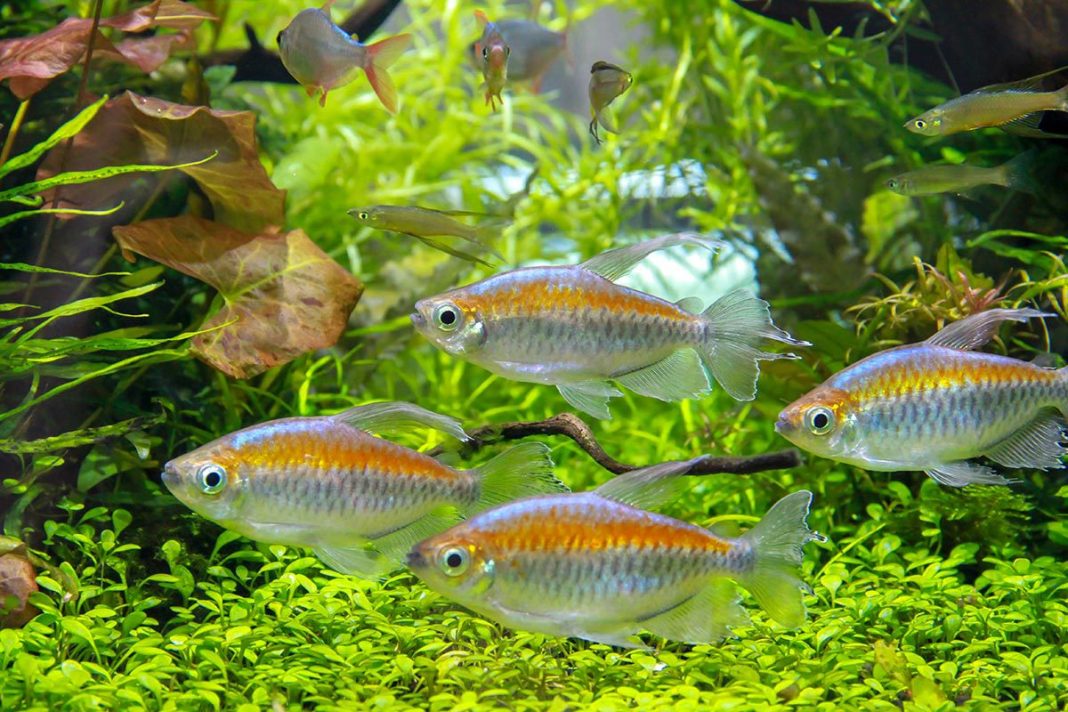 The Different Types of Tetras, You Need to Know! - Natgeos