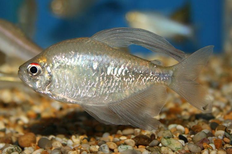 The Different Types of Tetras, You Need to Know! - Natgeos