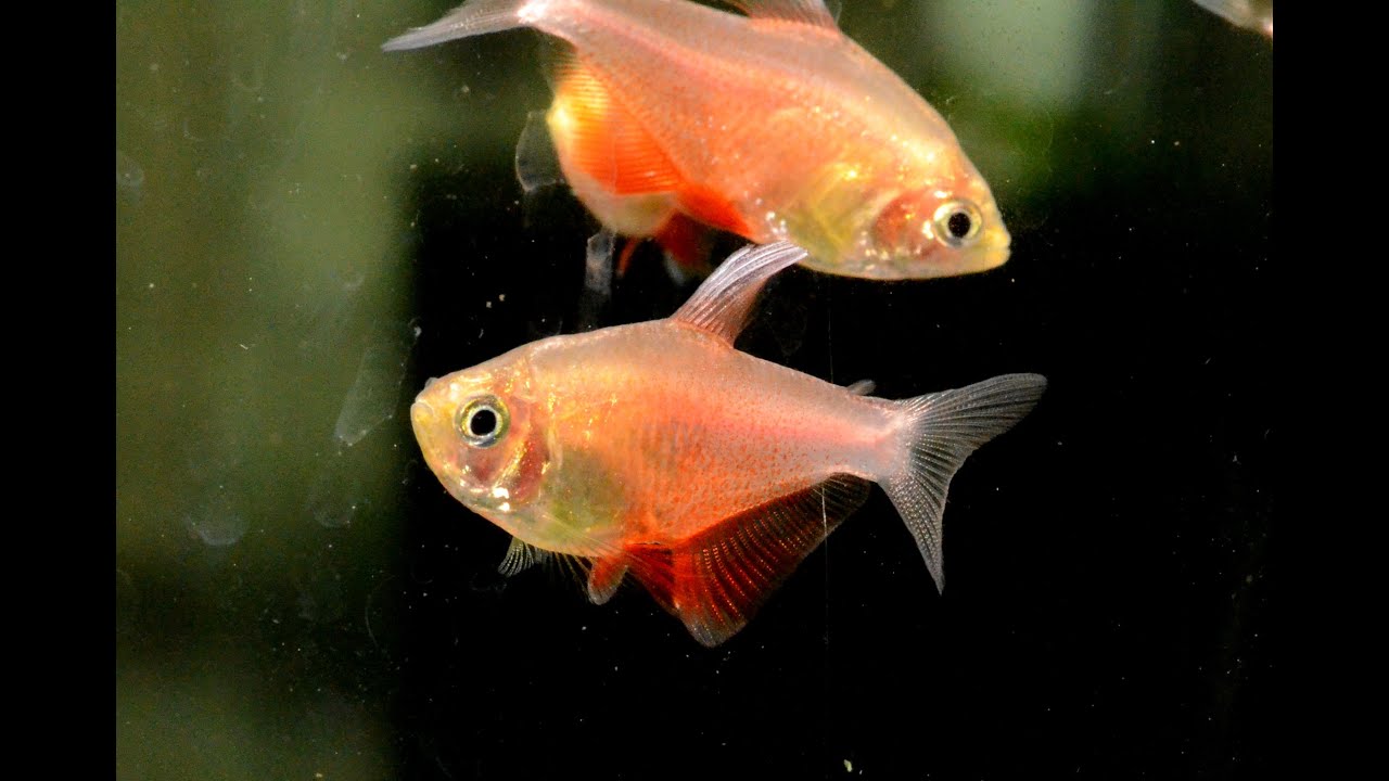The Different Types of Tetras, You Need to Know! - Natgeos