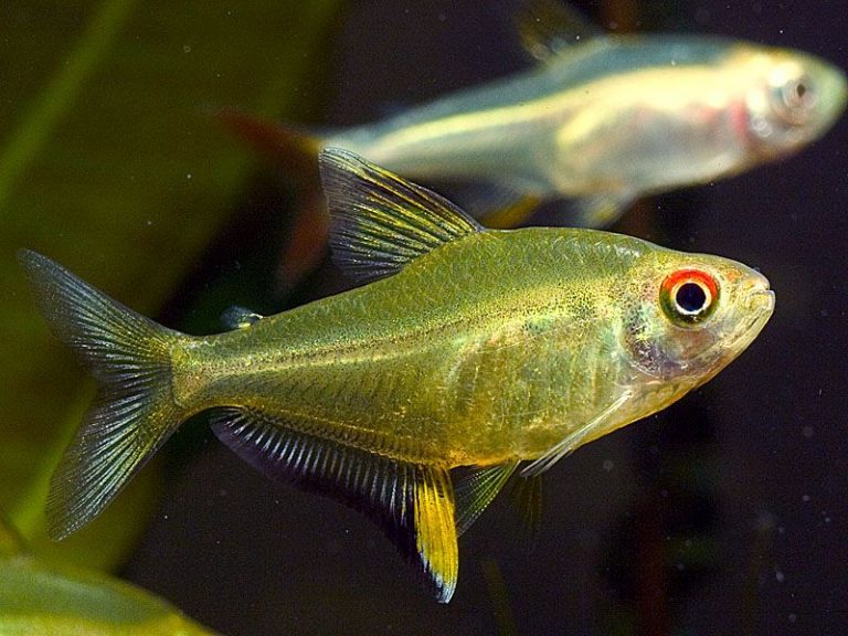 The Different Types of Tetras, You Need to Know! - Natgeos