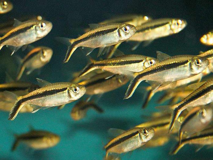 The Different Types of Tetras, You Need to Know! - Natgeos