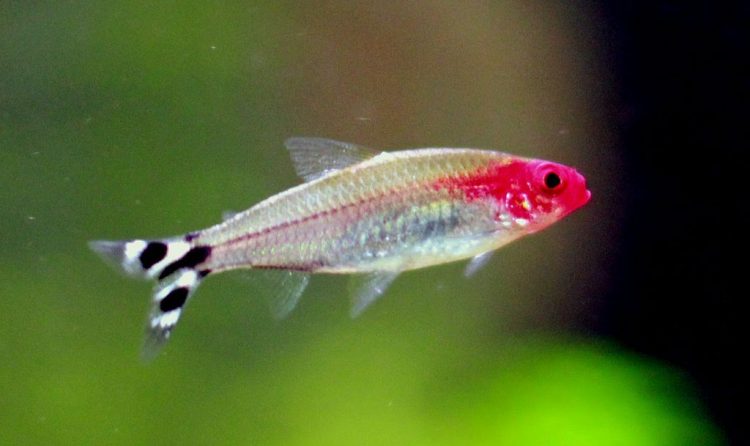 The Different Types of Tetras, You Need to Know! - Natgeos