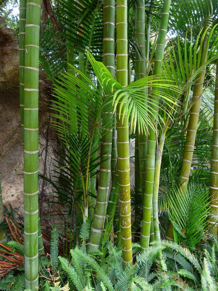 The Common Types of Bamboo - Natgeos