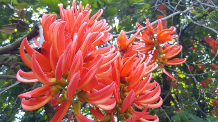 11 Types of Vines that Bloom Continuously All the Time! - Natgeos