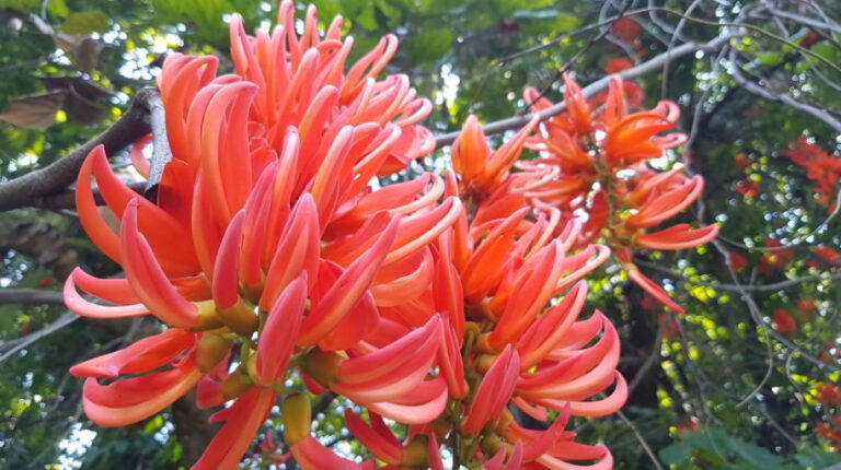 11 Types of Vines that Bloom Continuously All the Time! - Natgeos