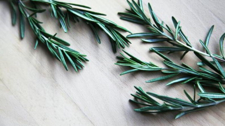 What is Ornamental Plants? Types, Benefits, and Its Examples - Natgeos