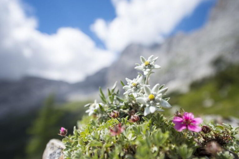 Edelweiss Meaning, Symbolism, and the History behind It - Natgeos