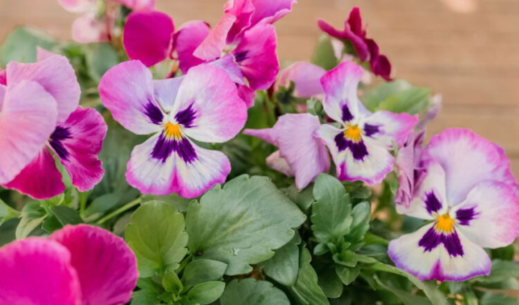 Pansy Meaning, Symbolism, and Characteristics - Natgeos