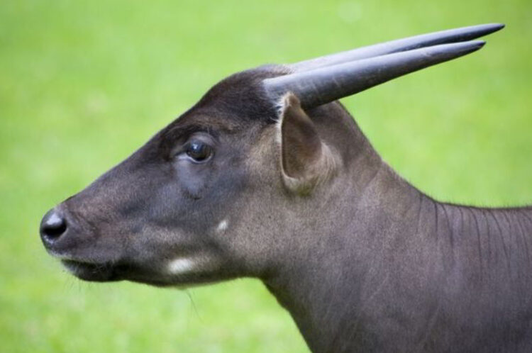 What Are Some Animals That Have 4 Letters in Their Name? - Natgeos