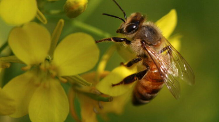 What are Some Animals that Have 3 Letters in Their Name? - Natgeos