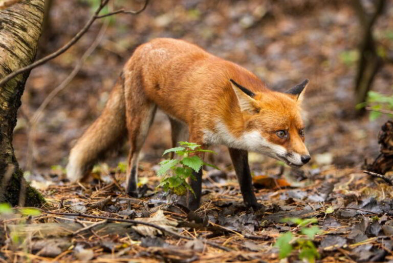 What are Some Animals that Have 3 Letters in Their Name? - Natgeos