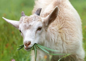 What Are Some Animals That Have 4 Letters in Their Name? - Natgeos