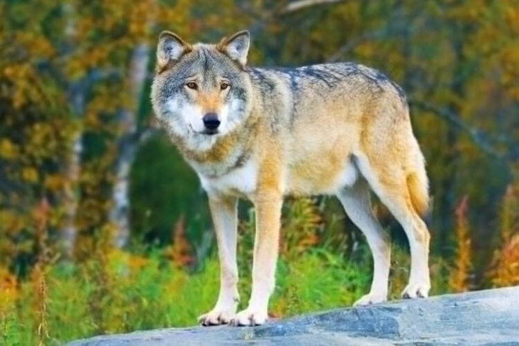 What Are Some Animals That Have 4 Letters in Their Name? - Natgeos
