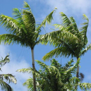 19+ Types of Palm Trees and Their Characteristics - Natgeos