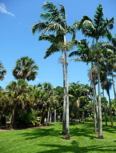 19+ Types of Palm Trees and Their Characteristics - Natgeos