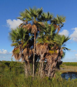 19+ Types of Palm Trees and Their Characteristics - Natgeos