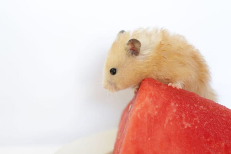 Can Hamsters Have Watermelon Flesh, Rind, and Seeds? - Natgeos