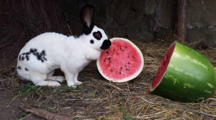 Can Rabbits Eat Watermelon Rind, Seeds, and Flesh? - Natgeos