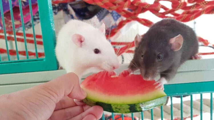 Can Hamsters Have Watermelon Flesh, Rind, and Seeds? - Natgeos