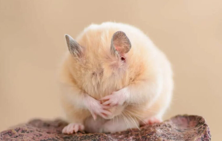 Can Hamsters Eat Blueberries as Their Main Diet? - Natgeos